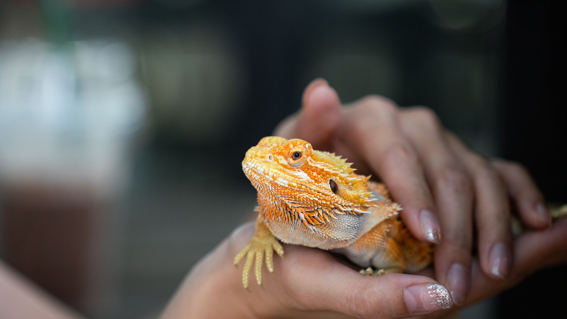 Exotic Pet Care In Cincinnati, OH 45255 | CVSWC